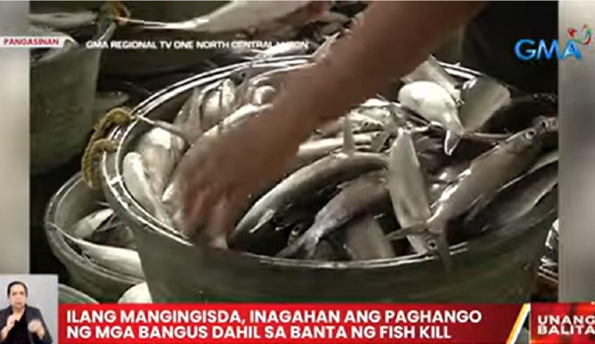Banta ng fish kill sa Pangasinan, pinangangambahan ng mga mangingisda | Balitambayan