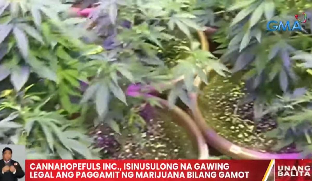 Cannahopefuls, isinusulong na gawing legal ang medical marijuana ...