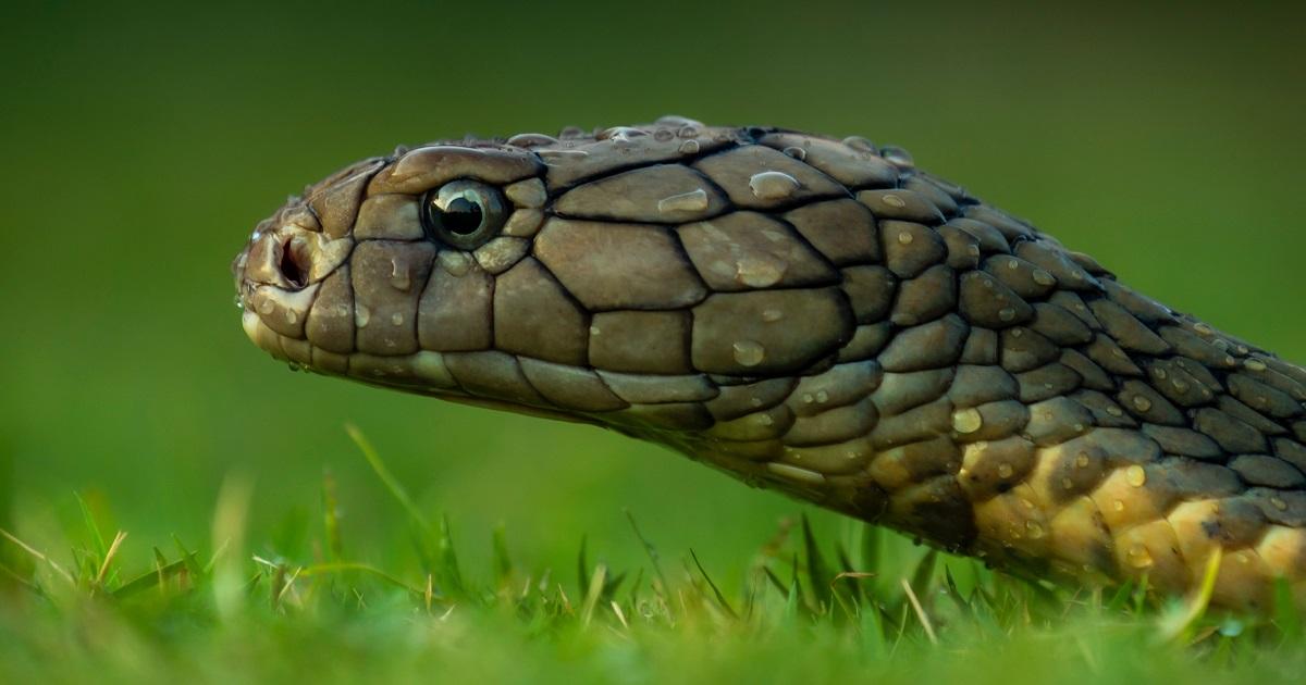 Are snakes 'venomous' or 'poisonous'? Kuya Kim explains | GMA News Online