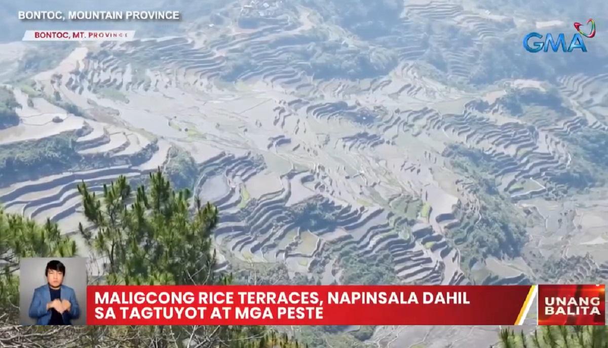 Maligcong Rice Terraces sa Mountain Province, napinsala ng tagtuyot at ...