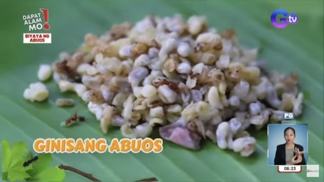 Itlog ng abuos o weaver ants, delicacy sa mga Ilokano | Balitambayan