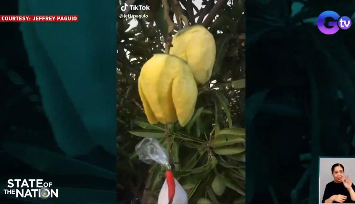 Mga bunga ng mangga sa puno sa Nueva Ecija, natalupan na at may libre ...