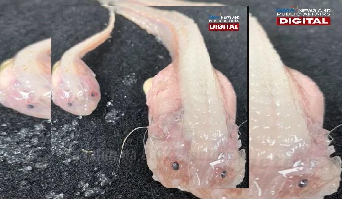 Isda sa karagatan ng Japan na nasa 8,300 metro ang lalim, kakaiba ang ...