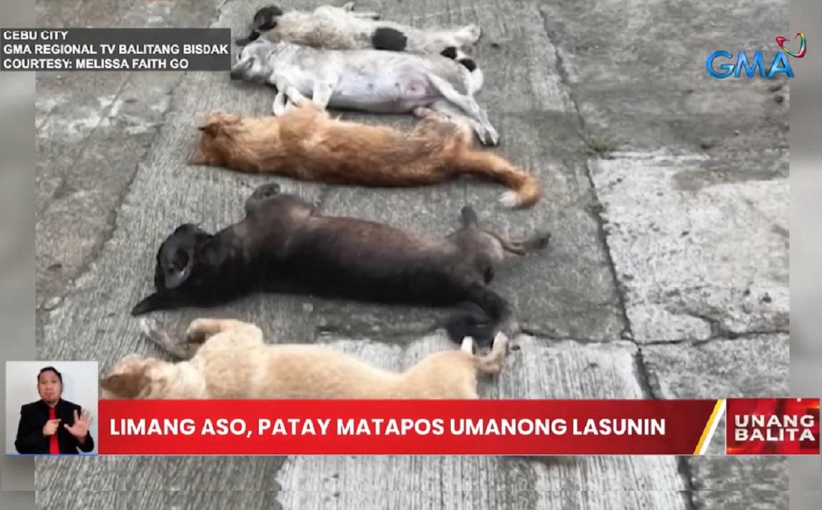 5 aso, patay matapos umanong lasunin sa Cebu City | Balitambayan