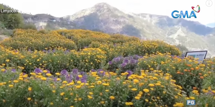 Here are 4 flower farms across the Philippines to visit for your summer ...
