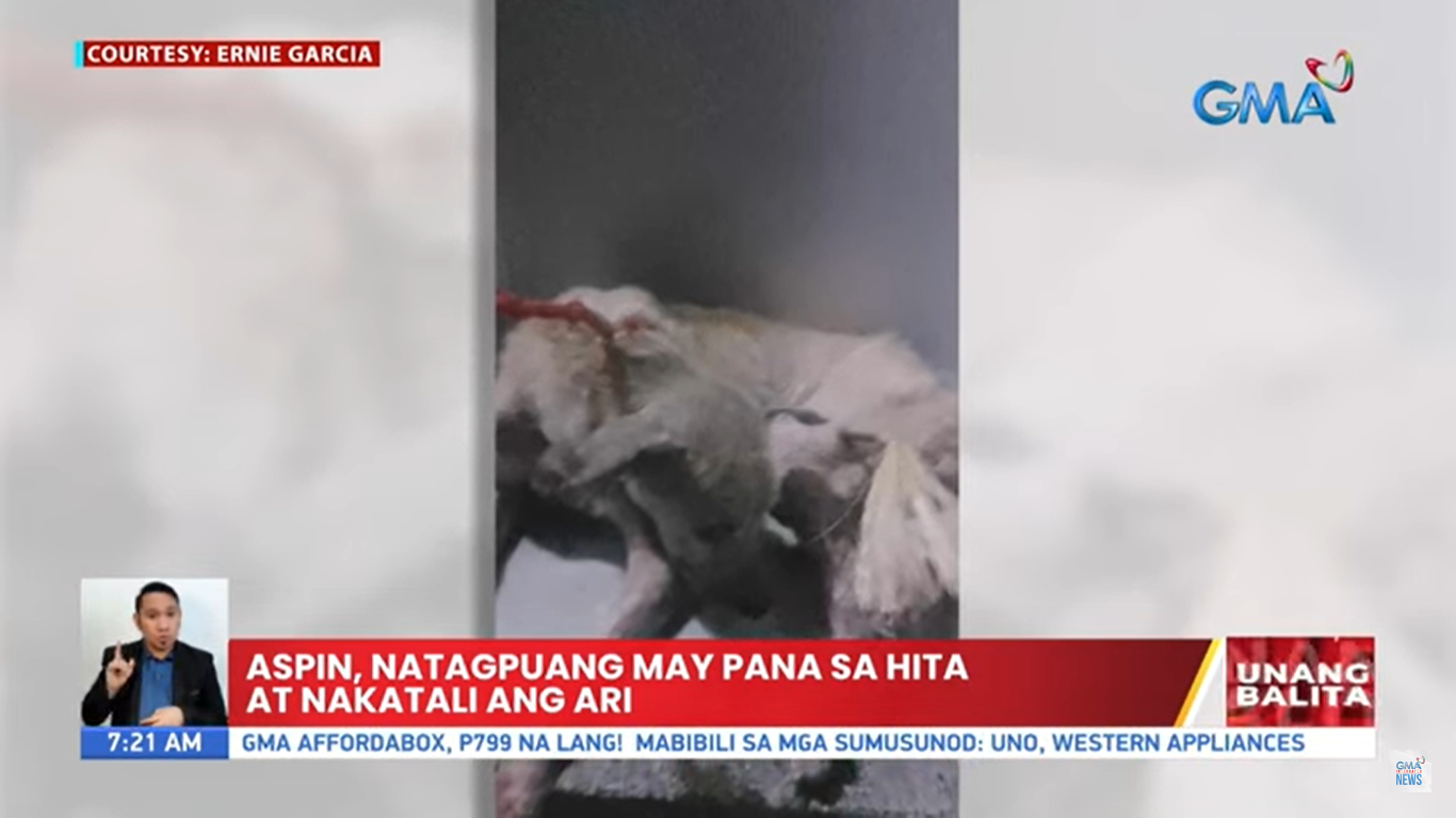 Aso, namataang may pana sa hita at nakatali ang ari | Balitambayan