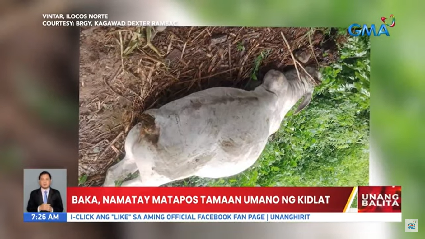Baka, patay matapos tamaan umano ng kidlat sa Ilocos Norte | Balitambayan