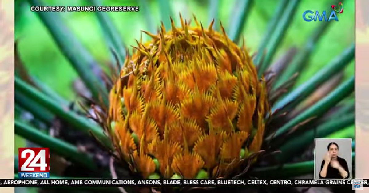 'Jurassic' plant blooms in Masungi Georeserve | GMA News Online