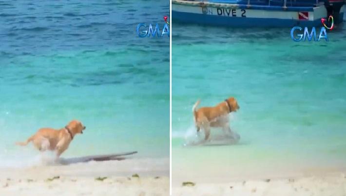 Ang skimboarding dog sa Panglao, Bohol, kilalanin | Balitambayan