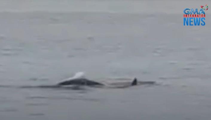 Pag-atake ng pating sa isang lalaki sa Egypt, nahuli-cam | Balitambayan