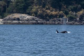 ORCAS | Tracking | GMA News Online