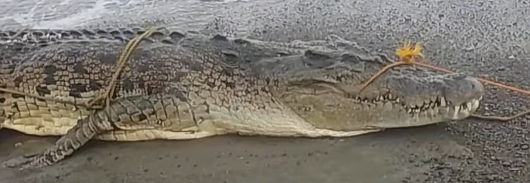 Crocodile, measuring 14.9 feet, dies after getting captured in Palawan ...