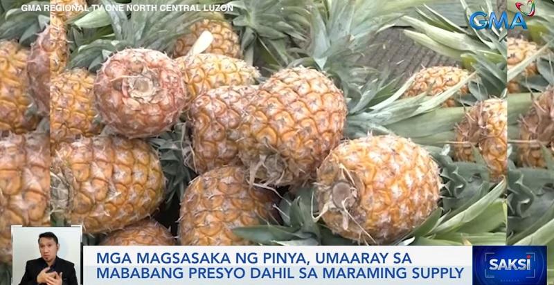 Farmers from Cagayan, Isabela burdened with oversupply of pineapples | GMA News Online