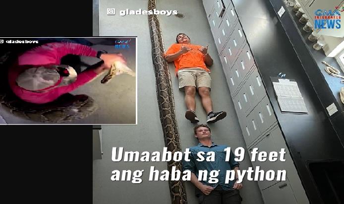 'Monster' python, hindi inasahan ng isang grupo na mahuhuli nila sa ... 'Monster' python, hindi inasahan ng isang grupo na mahuhuli nila sa ...