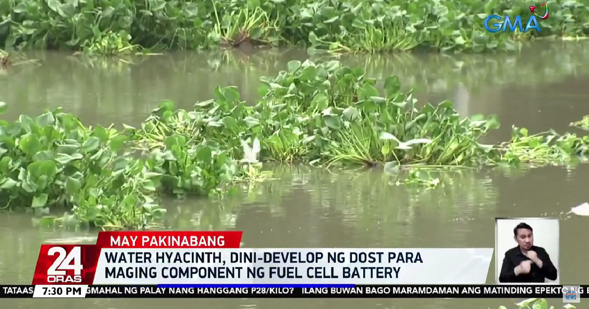 DOST eyes water hyacinth as component for fuel cell batteries | GMA ...