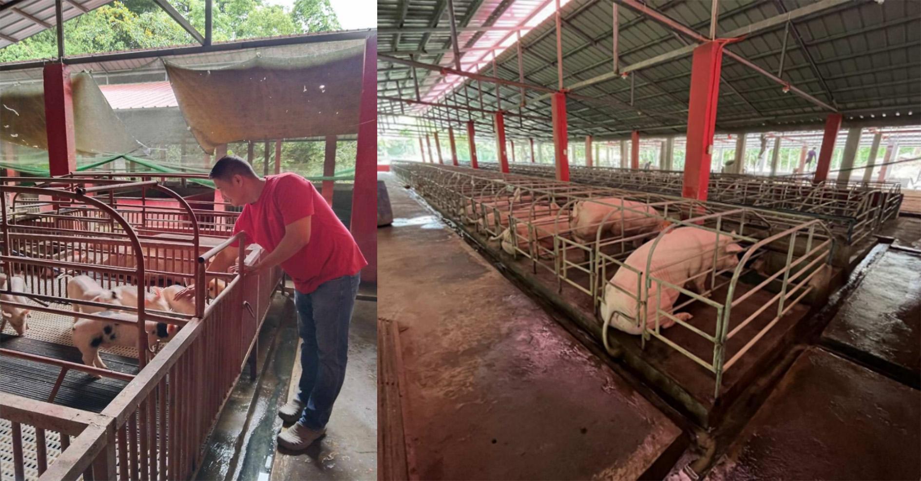 LANDBANK-financed Batangas hog farm boosts local pork production | GMA ...