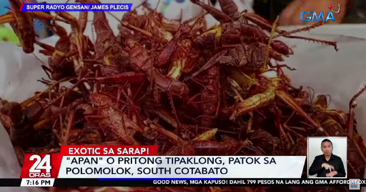 This grasshopper delicacy is a hit in South Cotabato | GMA News Online
