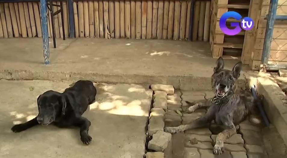 Retired PNP detection dogs up for adoption | GMA News Online