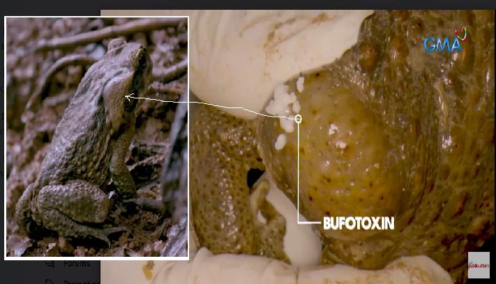 Cane toad o karag, 'di dapat kainin dahil sa taglay na lason na ...