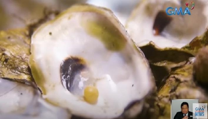 Hinihinalang perlas, nakita umano sa talaba | Balitambayan