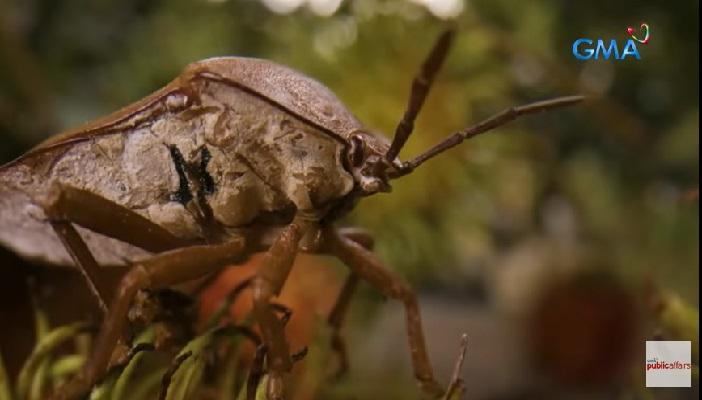 Insektong Atangya, naglalabas ng nakapapasong asido | Balitambayan