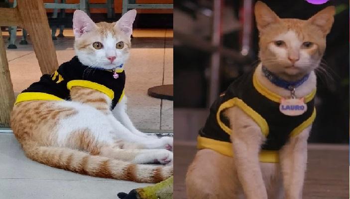 ‘Security cats’ na sina 'Lauro' at 'Conan', kasa-kasama ng mga sekyu sa ...
