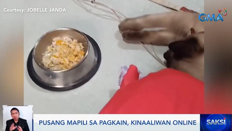 'Choosy' fur baby elicits good vibes online | GMA News Online