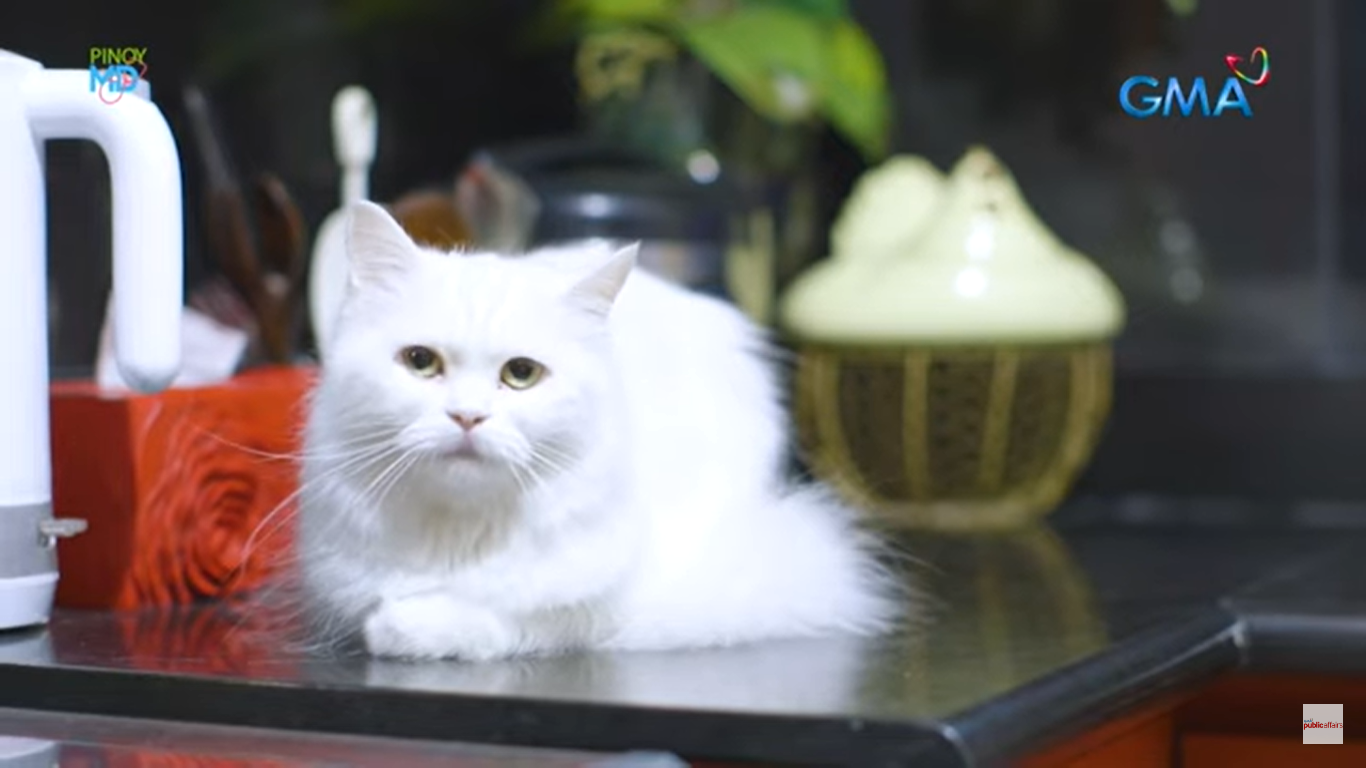 Dumi ng mga pusa, maaari ding pagmulan ng sakit na Toxoplasmosis ...