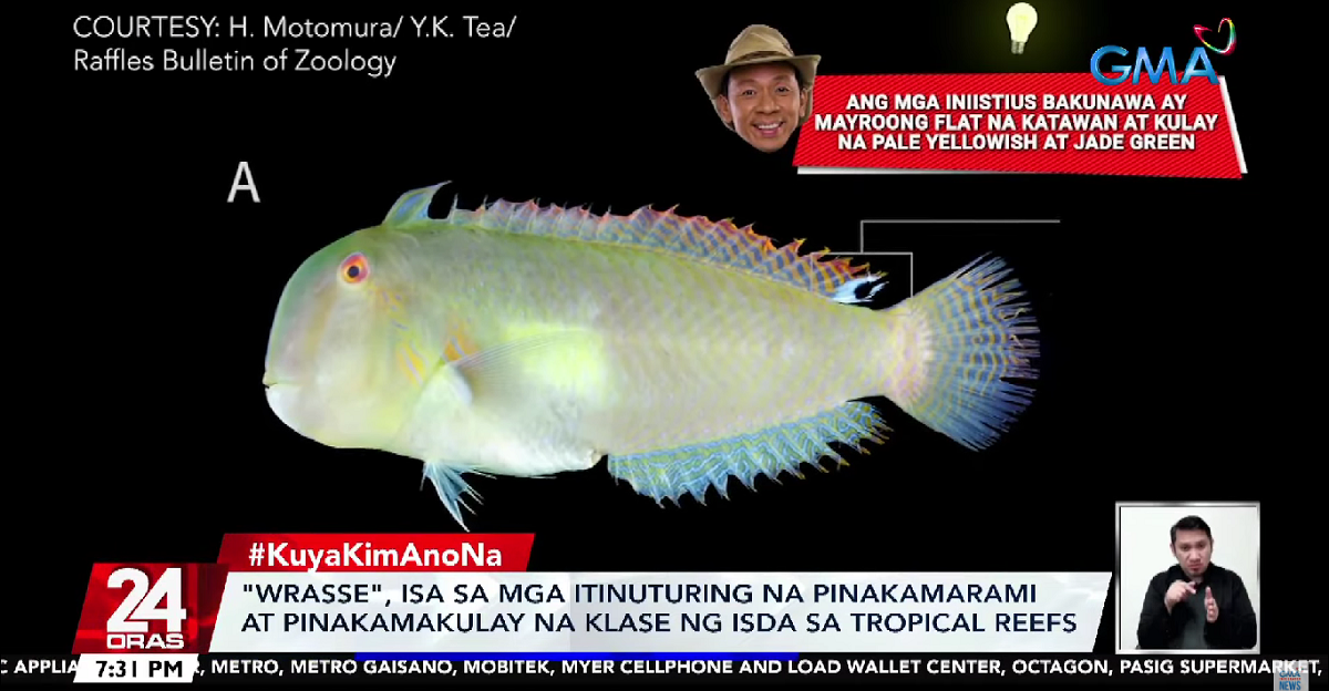 World's newest fish species was first spotted in Bohol | GMA News Online