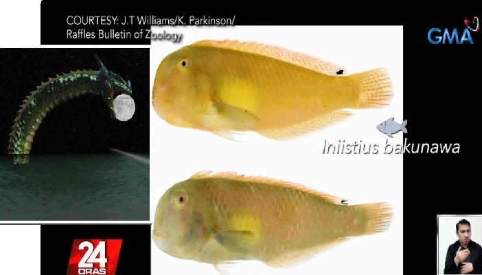 Bagong tuklas na isda na nakita sa Bohol, ipinangalan sa 'dragon na ...