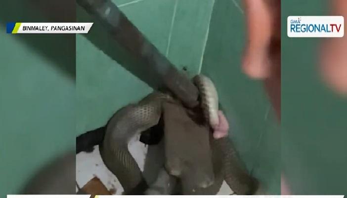 Babaeng maliligo sa banyo, napaatras nang makakita ng ahas | Balitambayan