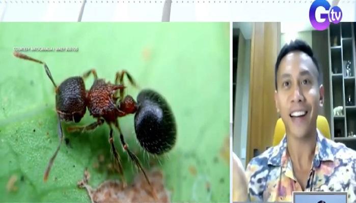 Mikey Bustos, namamangha sa ugali ng mga langgam: 'They are like tao ...