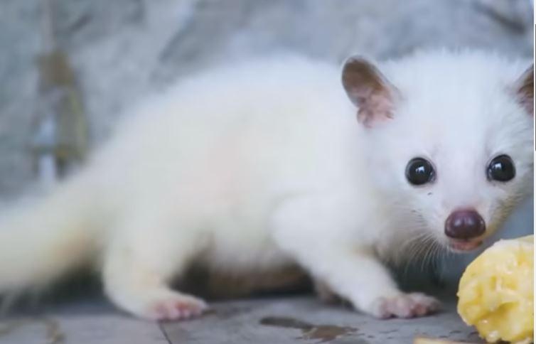 ‘Mahiwagang’ musang na nasagip sa Batangas, bakit kulay puti ang ...