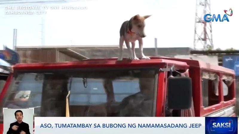 Dog takes rides on top of jeepney in Zamboanga City, amazes commuters ...