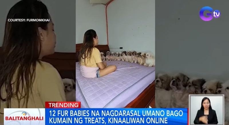 Puppies praying before eating treats go viral | GMA News Online