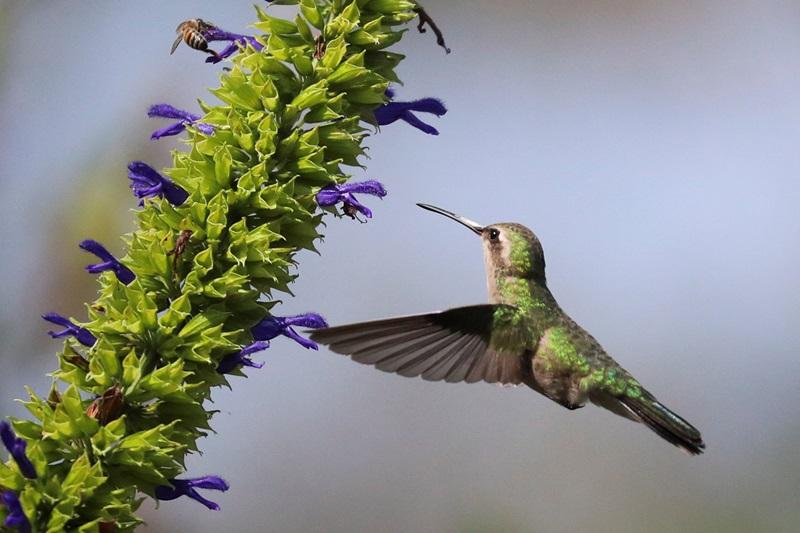 Bird watching in Mexico City | Photos | GMA News Online