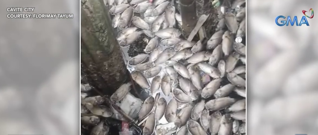 Cavite fish kill has no impact on fishing industry - BFAR | GMA News Online