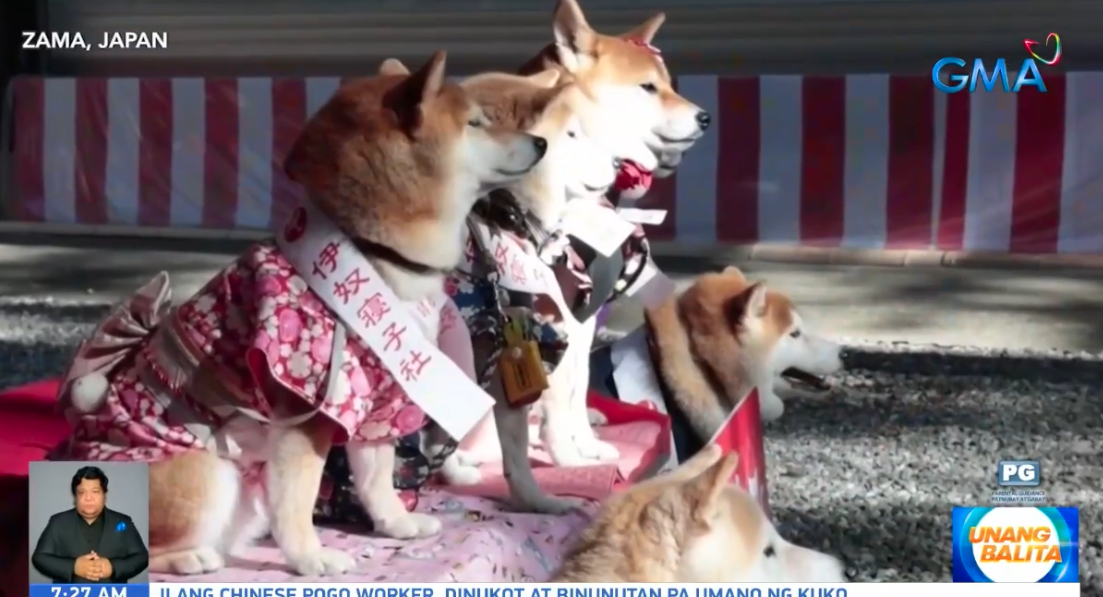 Ilang aso, binasbasan sa tradisyon na para sana sa mga bata sa Japan ...