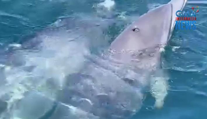 Mangingisda, nasaksihan ang pagsagip ng inang dolphin sa nalulunod niyang baby dolphin ...