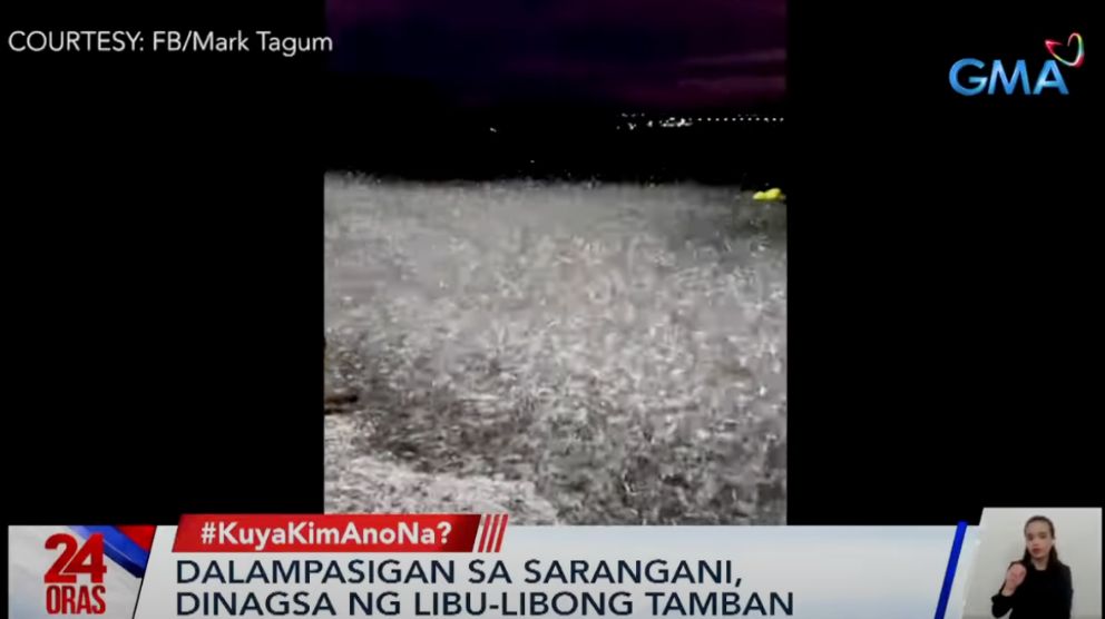 Thousands of tamban fish wash ashore in Sarangani due to upwelling ...