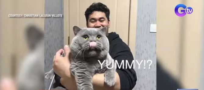 Pinoy's cat named 'Little Perfect' awes at 8.2 kilos | GMA News Online