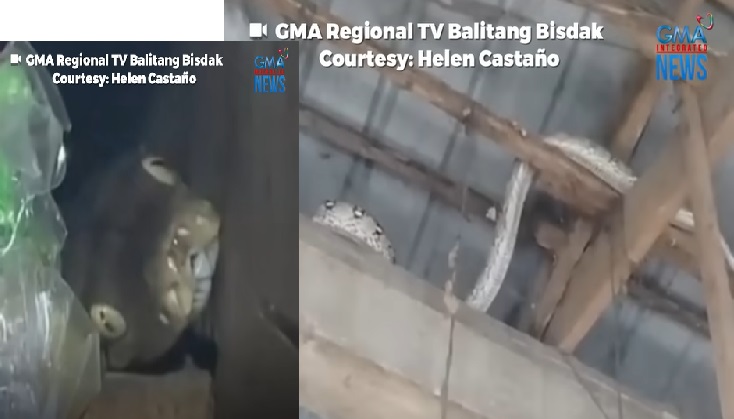 Sawa, mistulang 'suki' sa palengke sa Tagbilaran, Bohol | Balitambayan