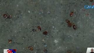 SUROT | Tracking | GMA News Online