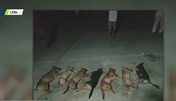 Pitong aso, nilason umano ng kapitbahay sa Ronda, Cebu | Balitambayan