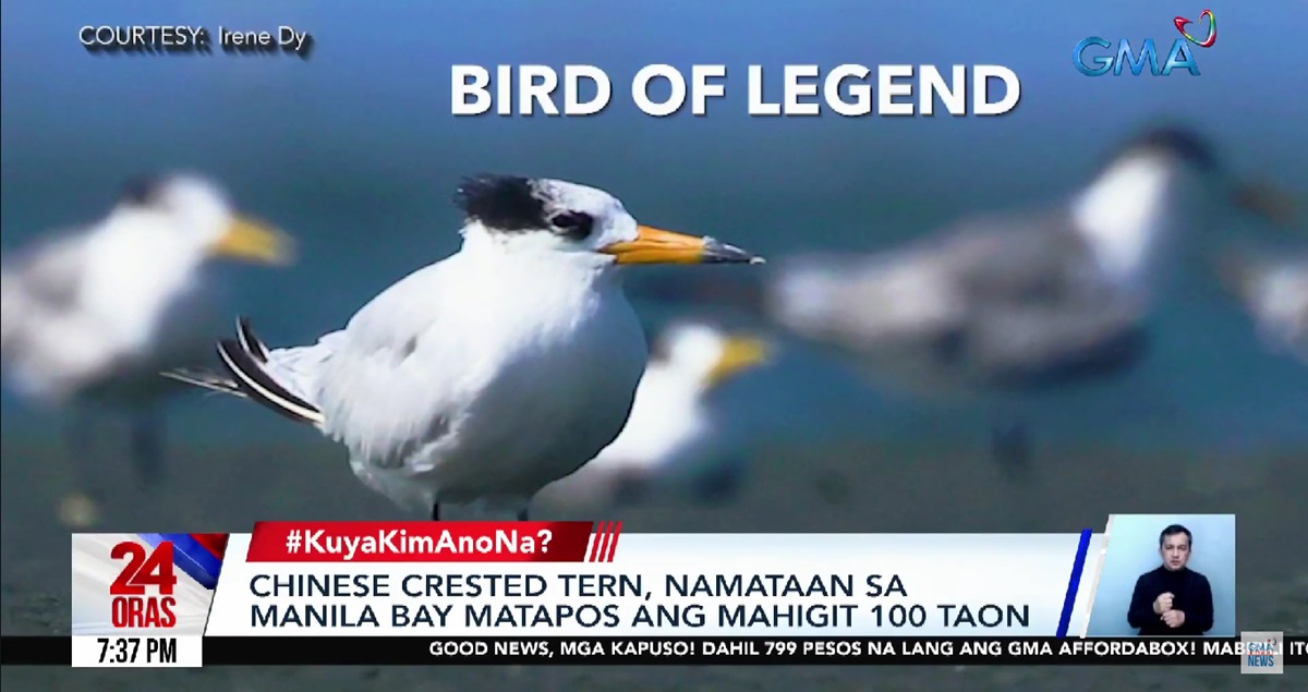 Chinese crested tern spotted again in Manila Bay after 100 years | GMA ...