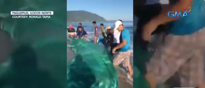 Tons of local 'salmon' found in Pagudpud, Ilocos Norte shore | GMA News ...