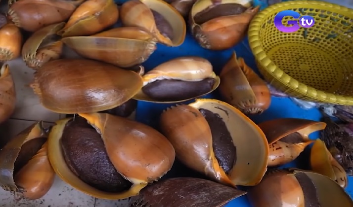 Mga giant suso ng Masbate, papaano nakukuha sa dagat at niluluto ...