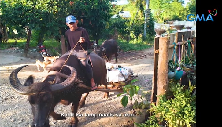 3 kalabaw ng isang magsasaka sa Nueva Ecija na biglang nawala, mahanap ...