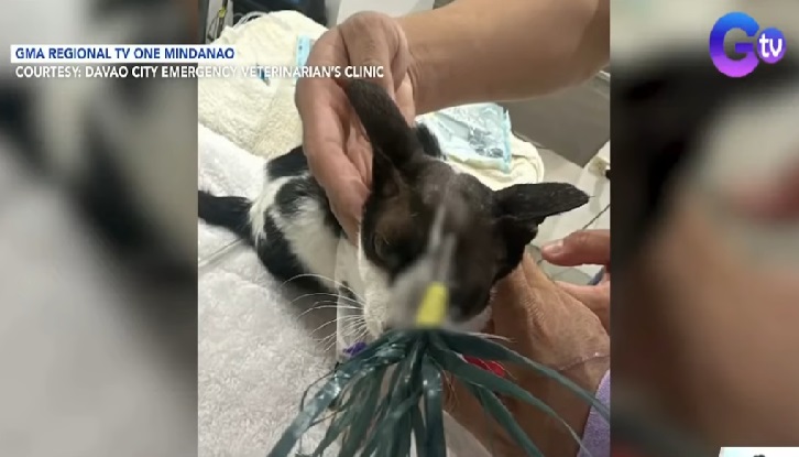 Pusa sa Davao City na pinana sa ulo, mailigtas kaya? | Balitambayan