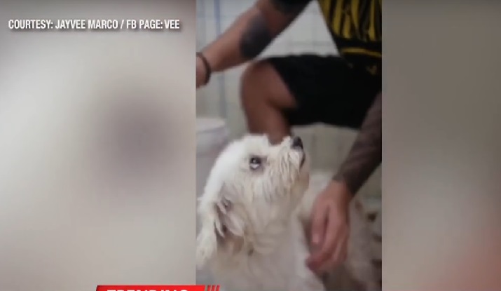 Aso na nagagalit sa tuwing naririnig ang salitang ‘ligo,’ kinagiliwan ng netizens | Balitambayan